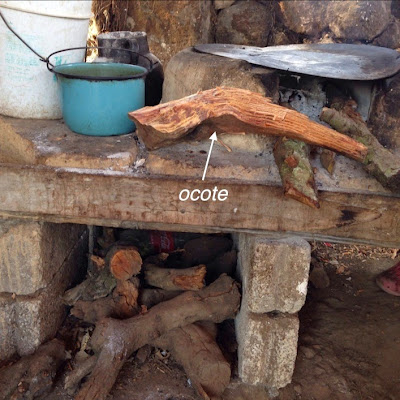 El cuexcomate: Árbol de gran tamaño que me hace feliz todo el año: El ocote