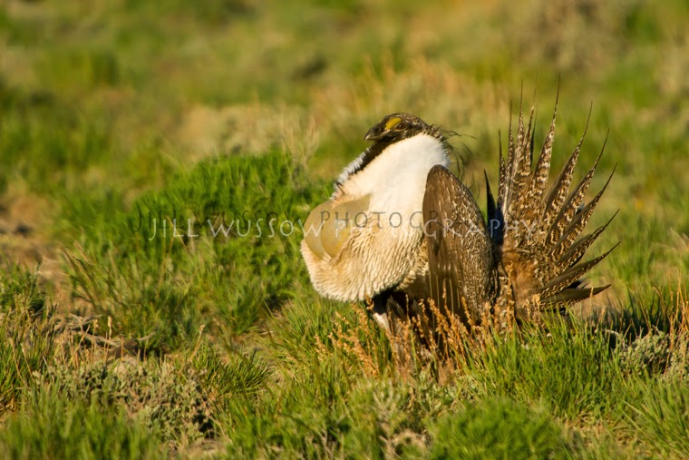 Sage Grouse Strut | Focusing on Wildlife