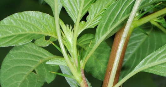 Manfaat Tanaman Bayam Duri Obat Asma