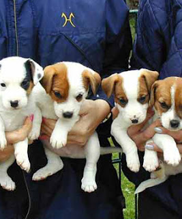 club canino udes: Reproducción Canina