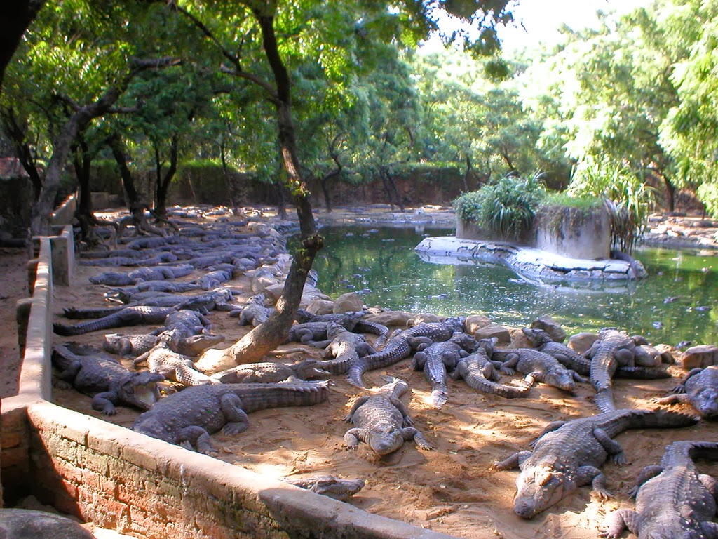 100 THINGS TO DO IN CHENNAI: #74 Visit Crocodile Bank