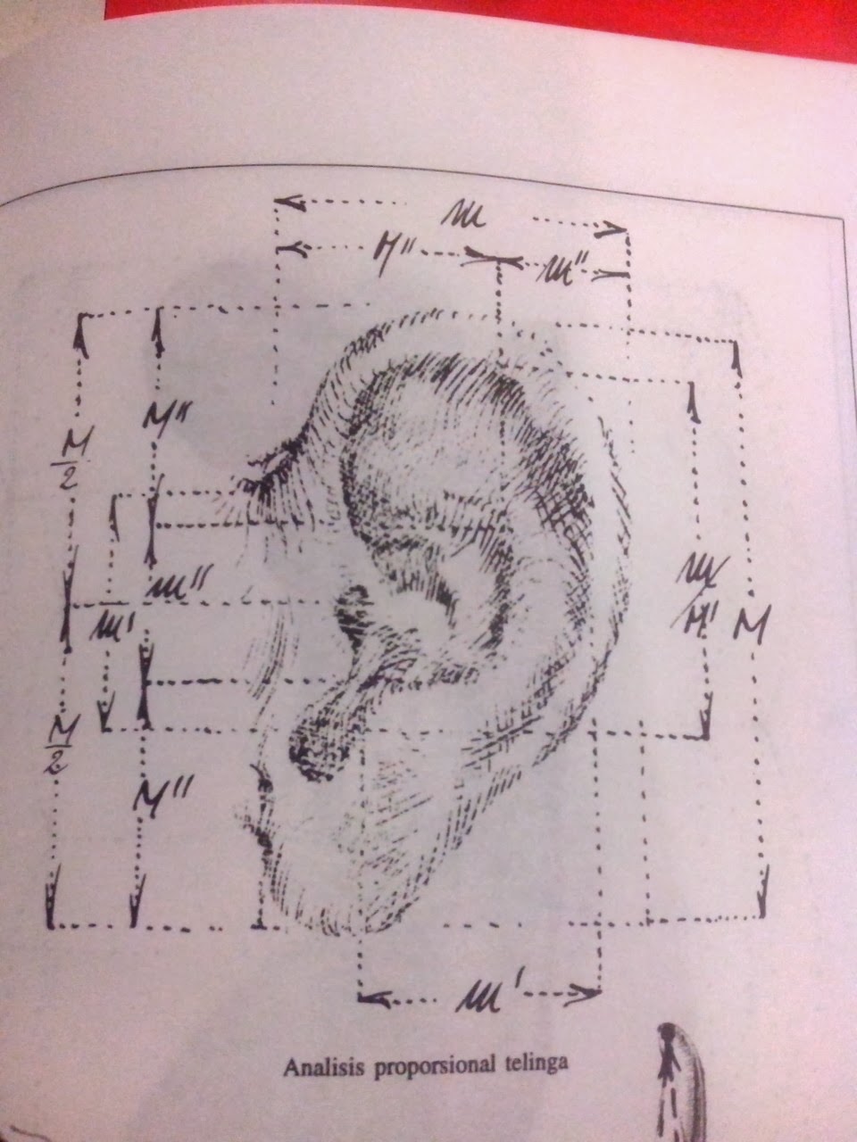 Nadra's Note: TEras #4: PROPORSI