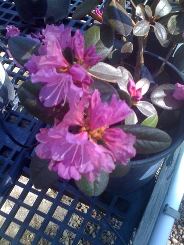 Garden University: Rhododendron "PJM Elite"