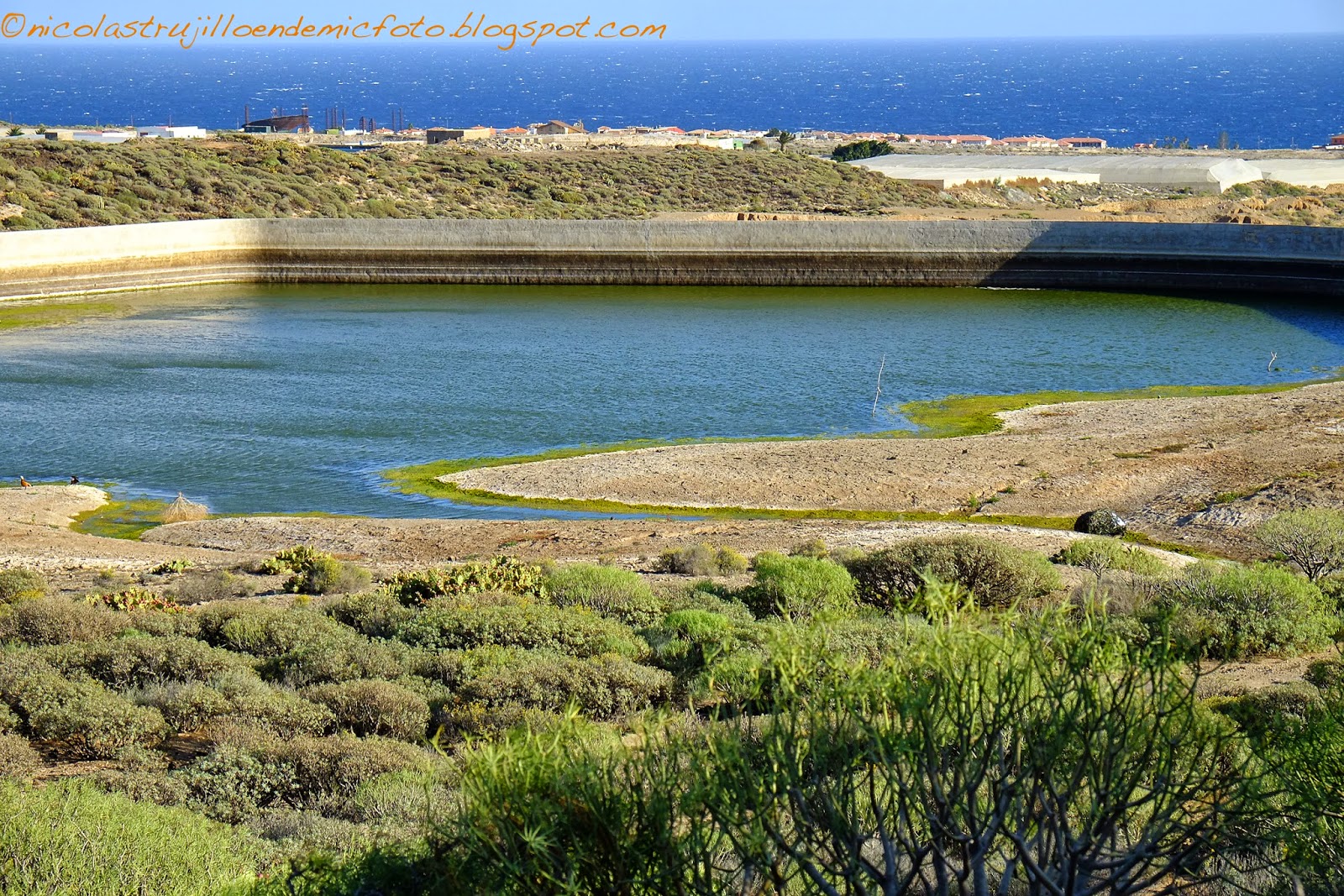 Nicolas Trujillo (Endemic-foto): OBSERVACIONES EN LA CHARCA: Ecosistema ...