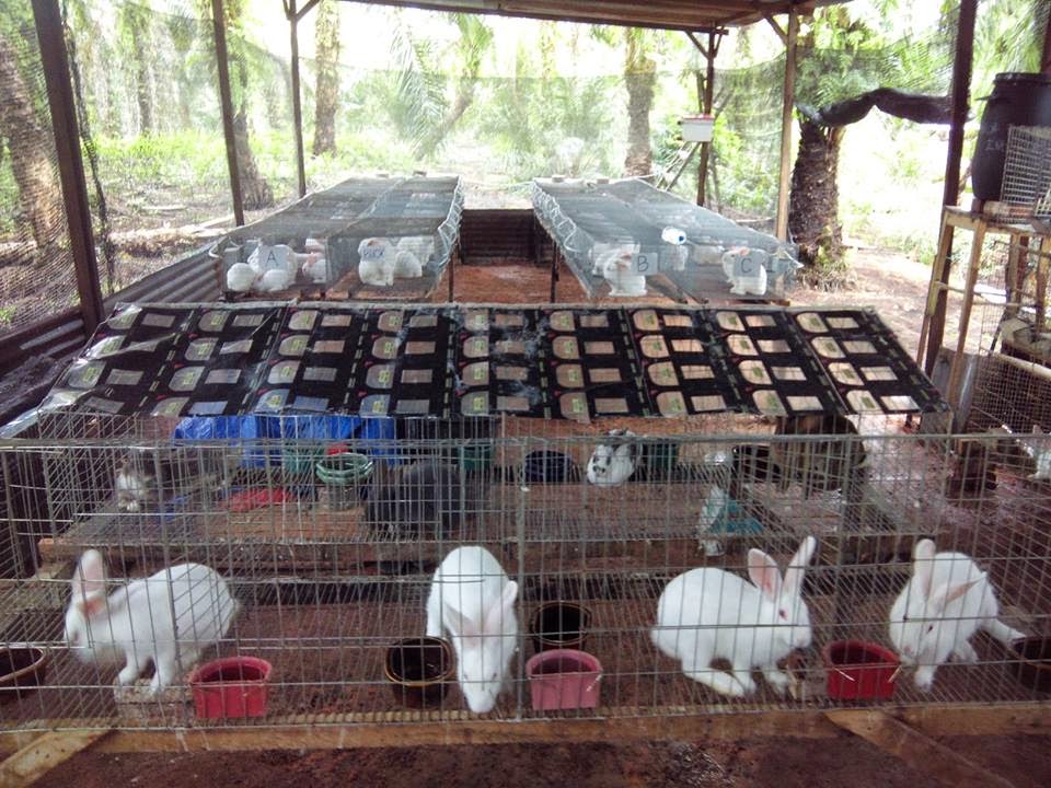 Penggolek Jalanan: SANGKAR ARNAB D.I.Y