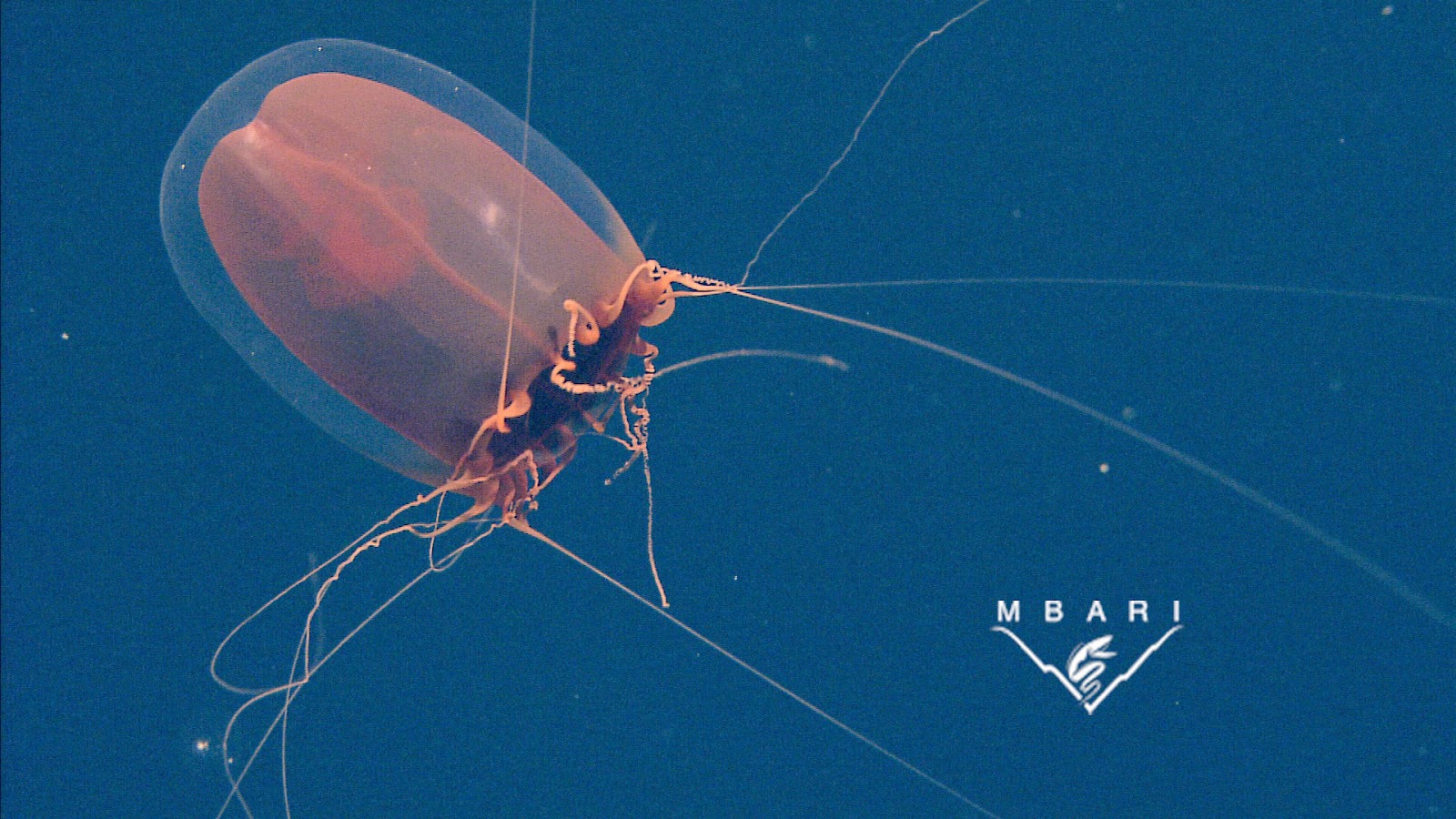 Real Monstrosities: Red Paper Lantern Jellyfish