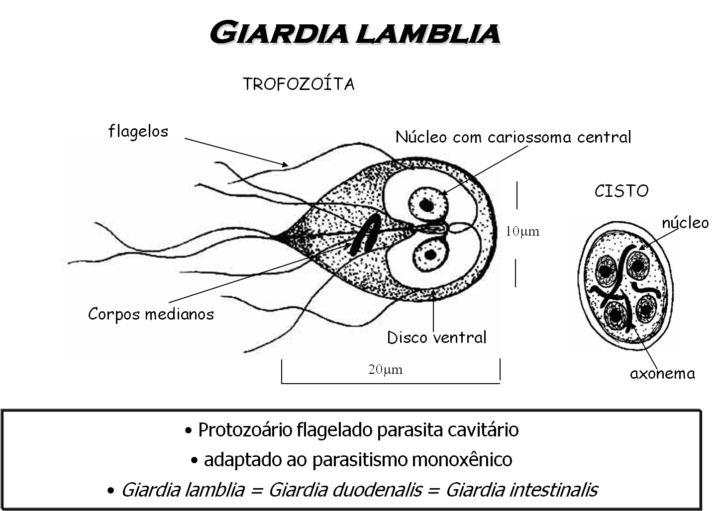 Enfermagem na Parasitologia: Giardíase