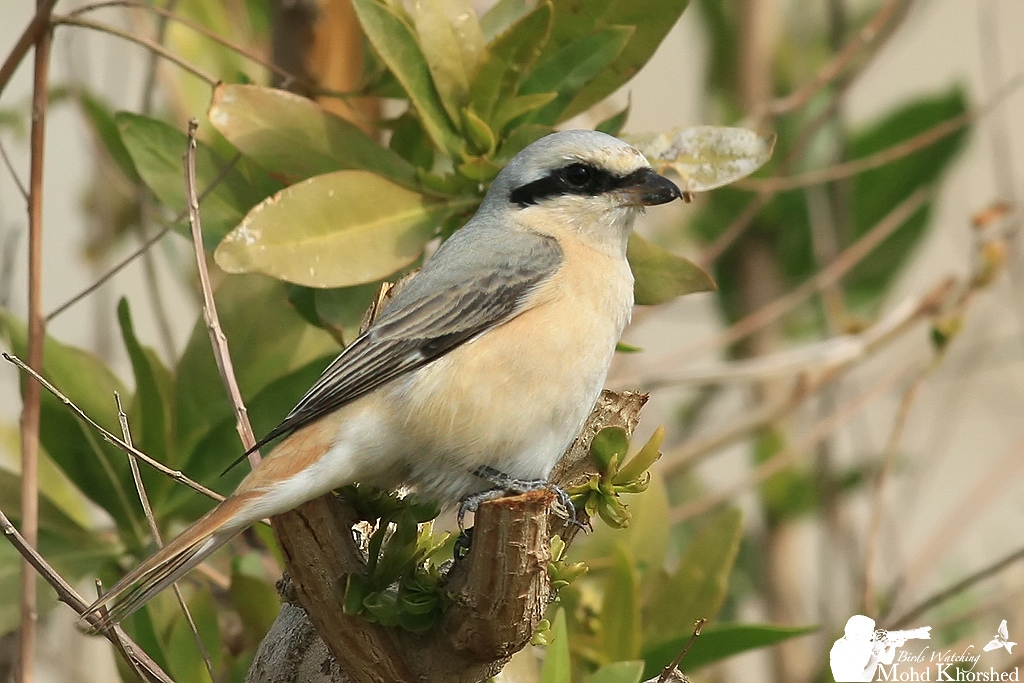 Burung Cendet - Long-Tailed Shrike (Lanius schach) - Ryan Maigan Birds