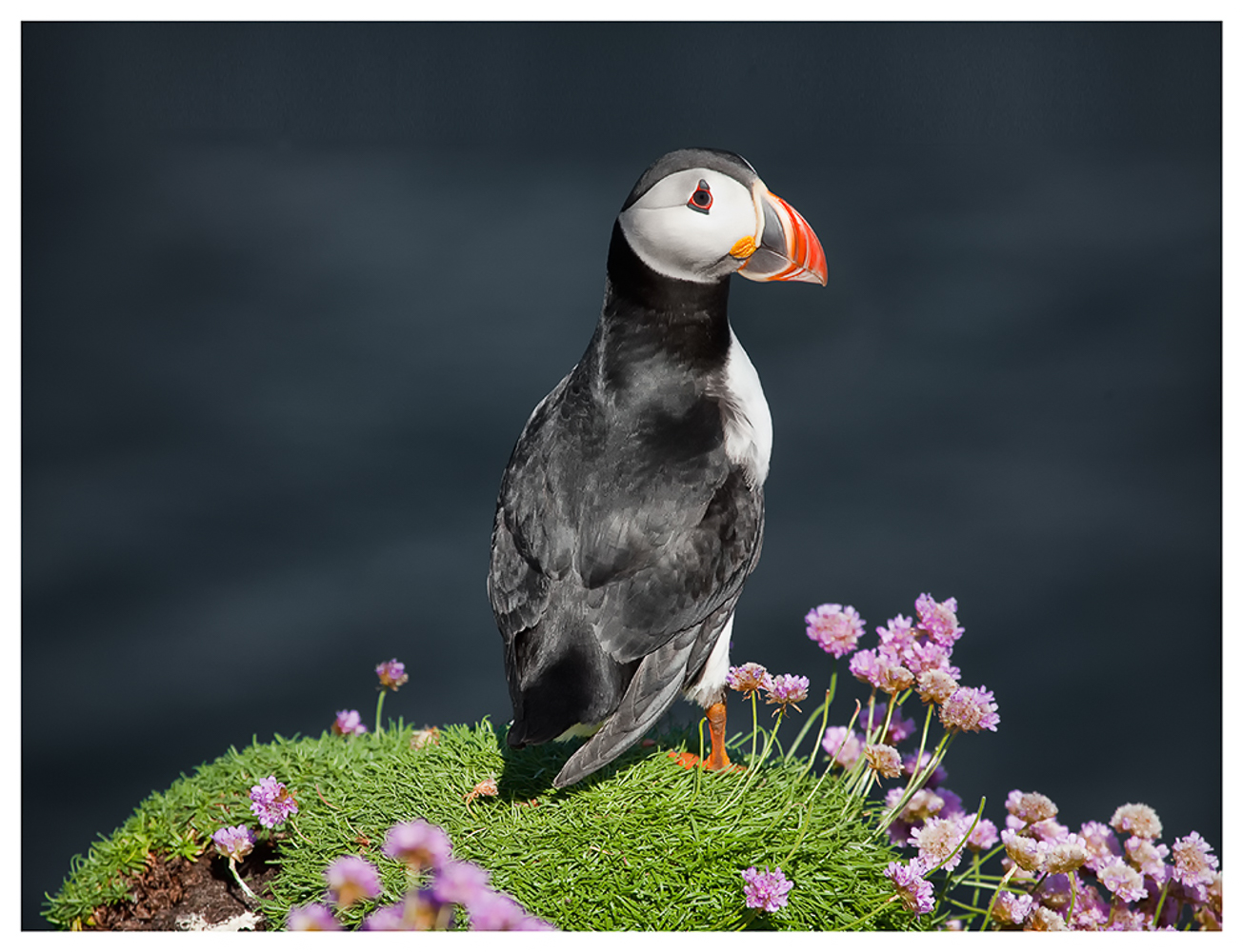 Digging into my archives - Puffins on Handa Island