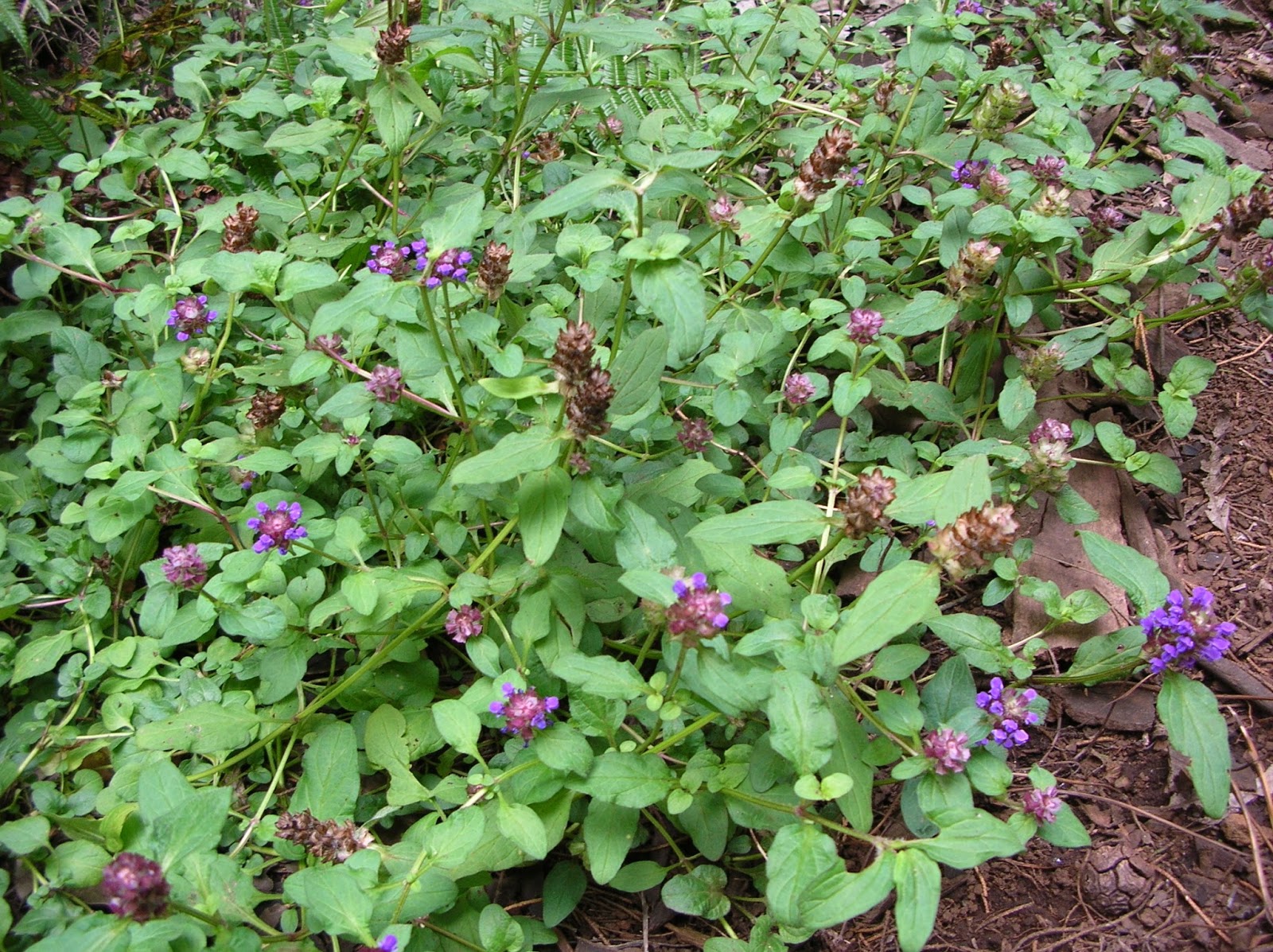 Seminte si plante de gradina hobby: Busuioc de camp-Prunella Vulgaris