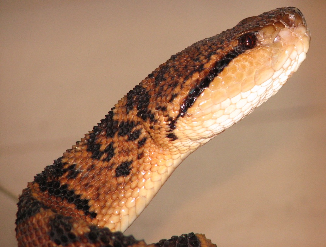 Explora la Venezuela Natural con Río Verde: LA CUAIMA PIÑA