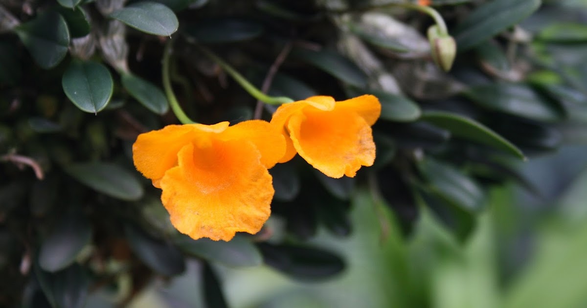 Dendrobium jenkinsii care and culture | Travaldo's blog