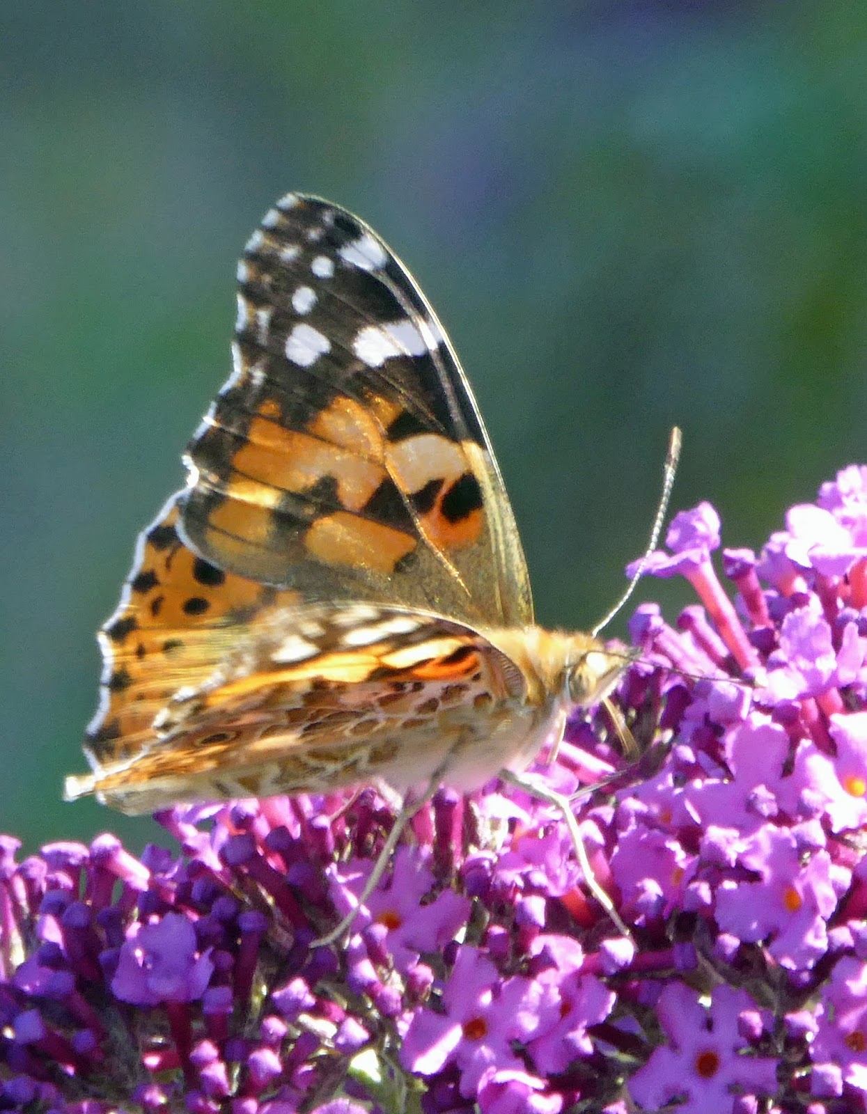Wild and Wonderful: Why so few butterflies on a White Buddleia?