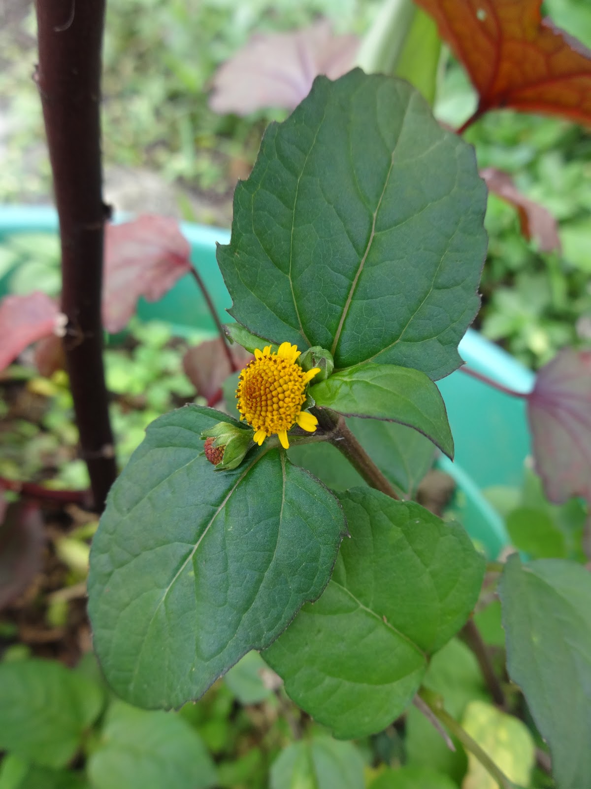 Zioła z Odległych Krain: Acmella oleracea, Spilanthes acmella ...