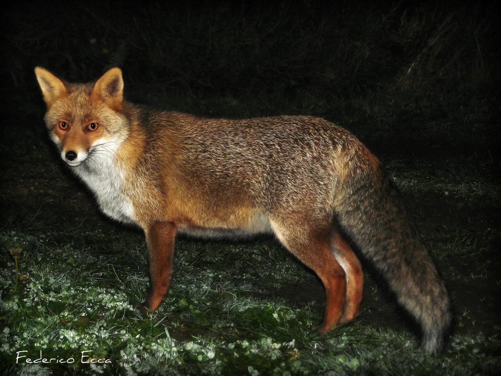 Sardegna Natura Mediterranea
