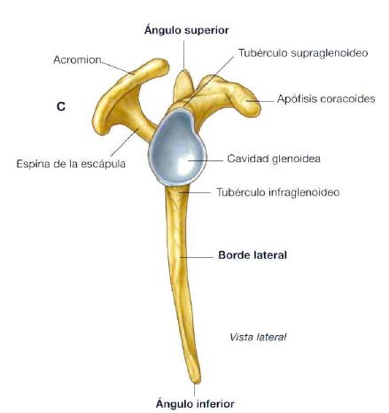ASOTERCI - CASC: Miembro Superior