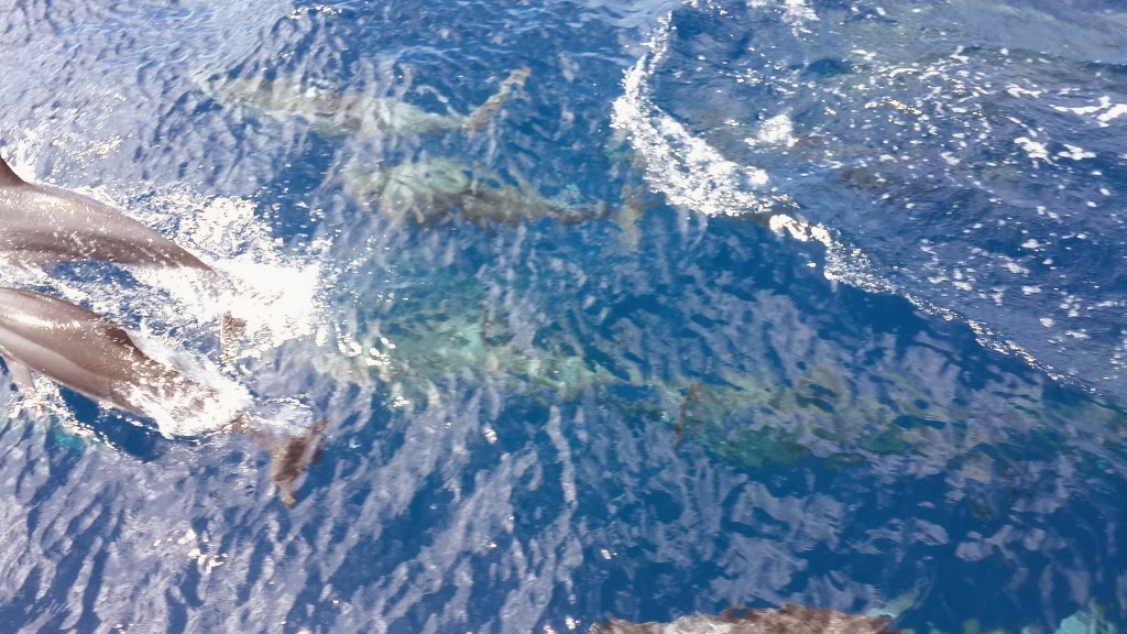 world's best beaches, islands and more: Swimming with dolphins at ...