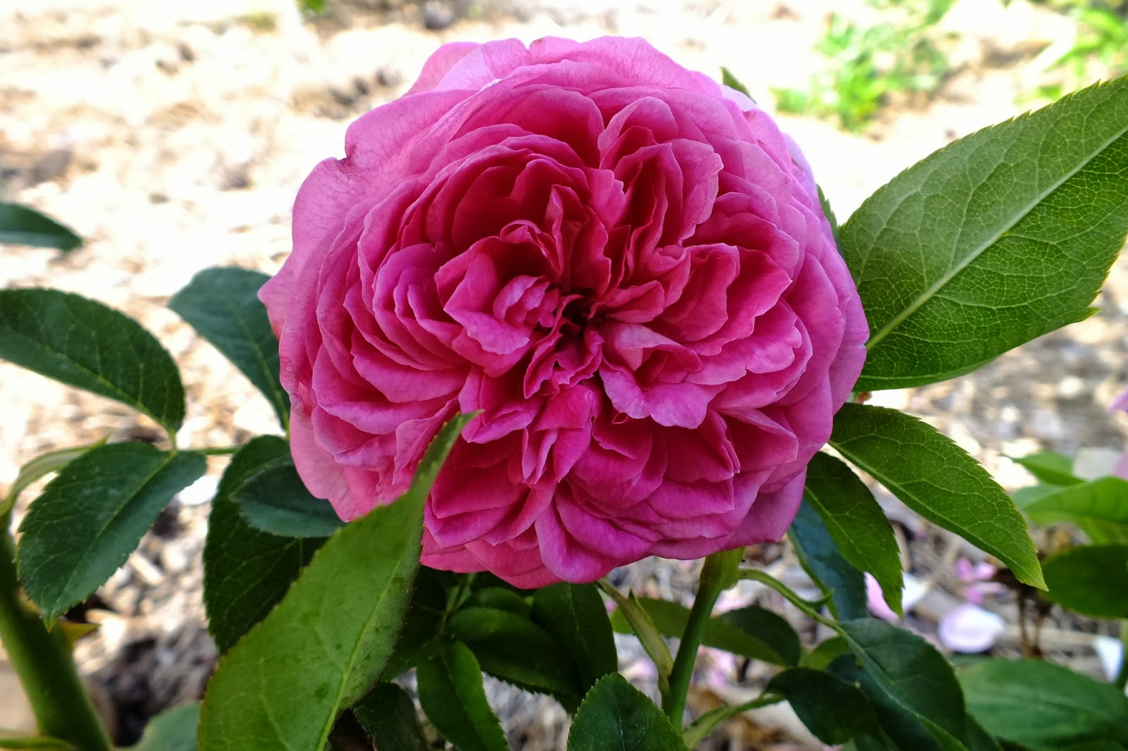 Gene's Garden: Dahlias in bloom