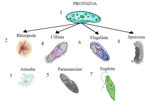 Simply Microbiology (Bacteria, Fungi, Protozoa, Viruses)
