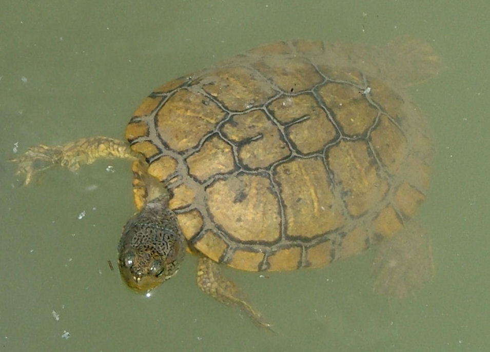 Turtle Pictures: Cuban slider - Trachemys decussata