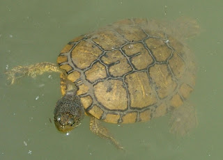 Turtle Pictures: Cuban slider - Trachemys decussata