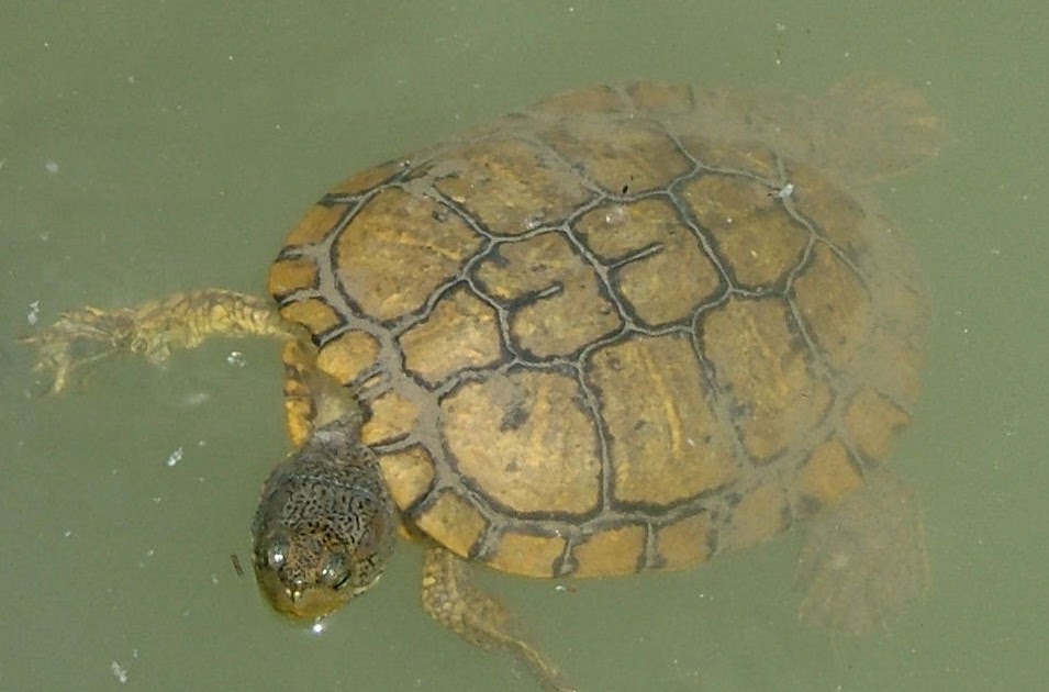 Turtle Pictures: Cuban slider - Trachemys decussata