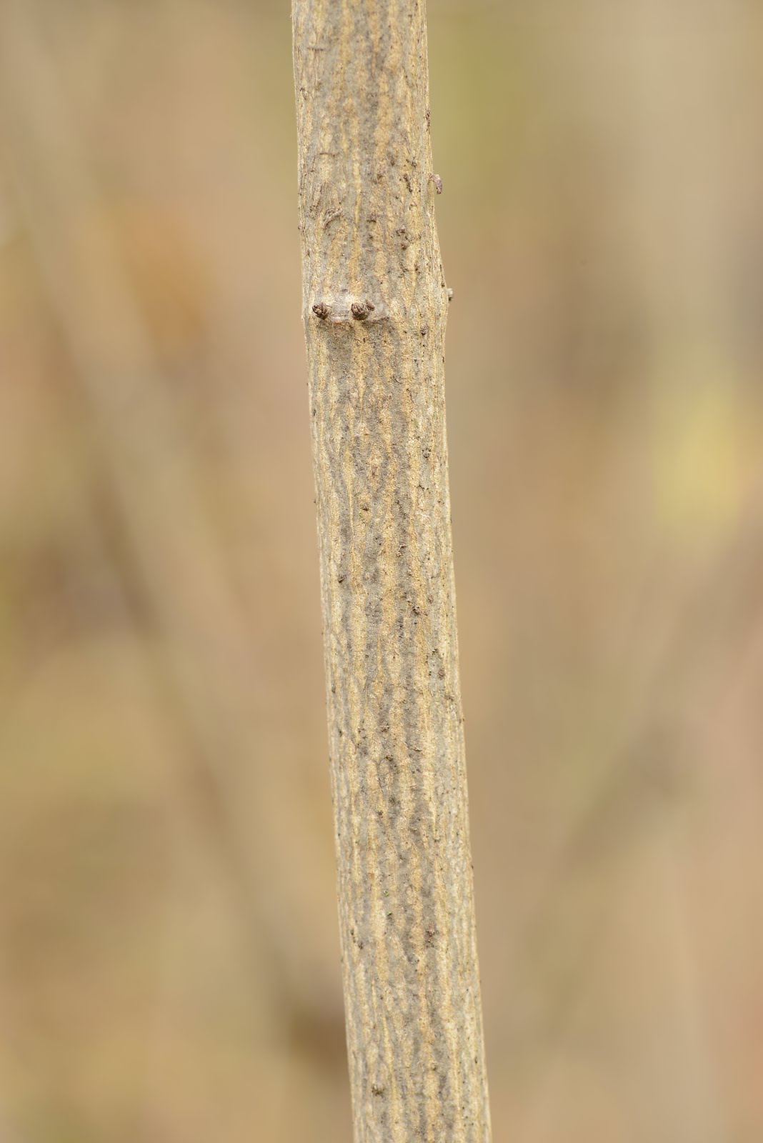 Indiana Plant A Day: American Bladdernut