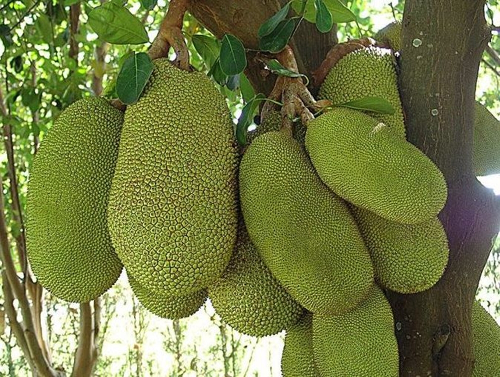 Blog do Edu Ambiental: Jaca