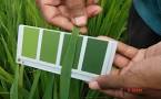 Penggunaan Bagan Warna Daun (BWD) pada Padi ~ Jendela Tani