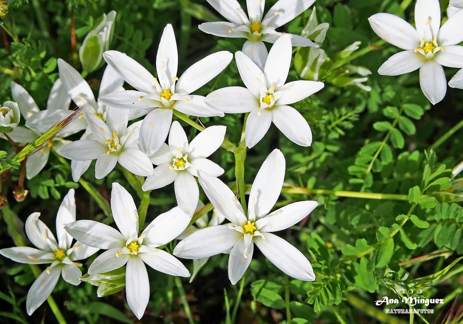NATURANAFOTOS: Mayo florido y hermoso