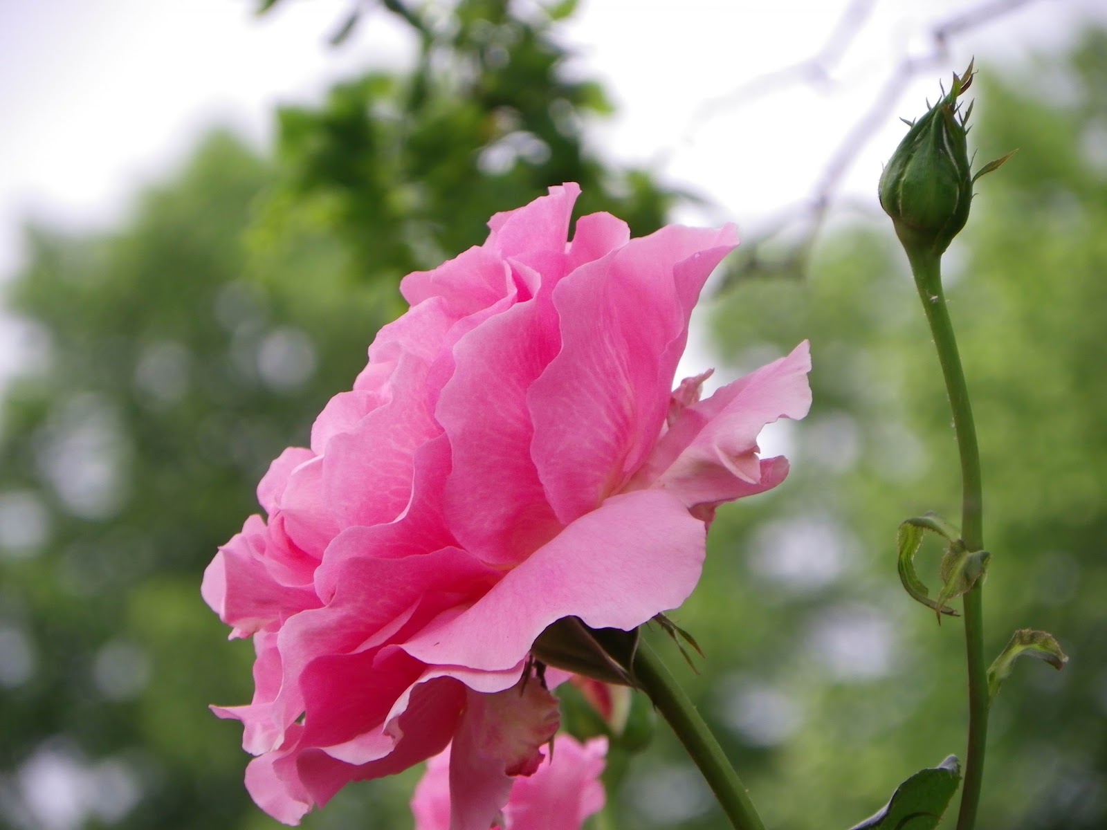 Dans un jardin des roses s'épanouissent...