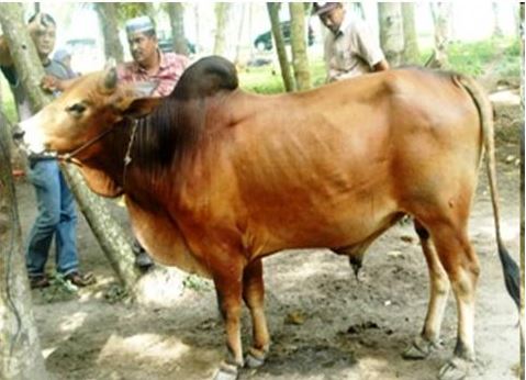 Pengetahuan Umum Tentang Sapi