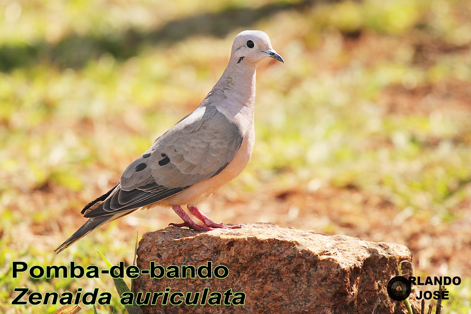 LagunAves: Pombão, Pomba-de-bando e Lavadeira-mascarada