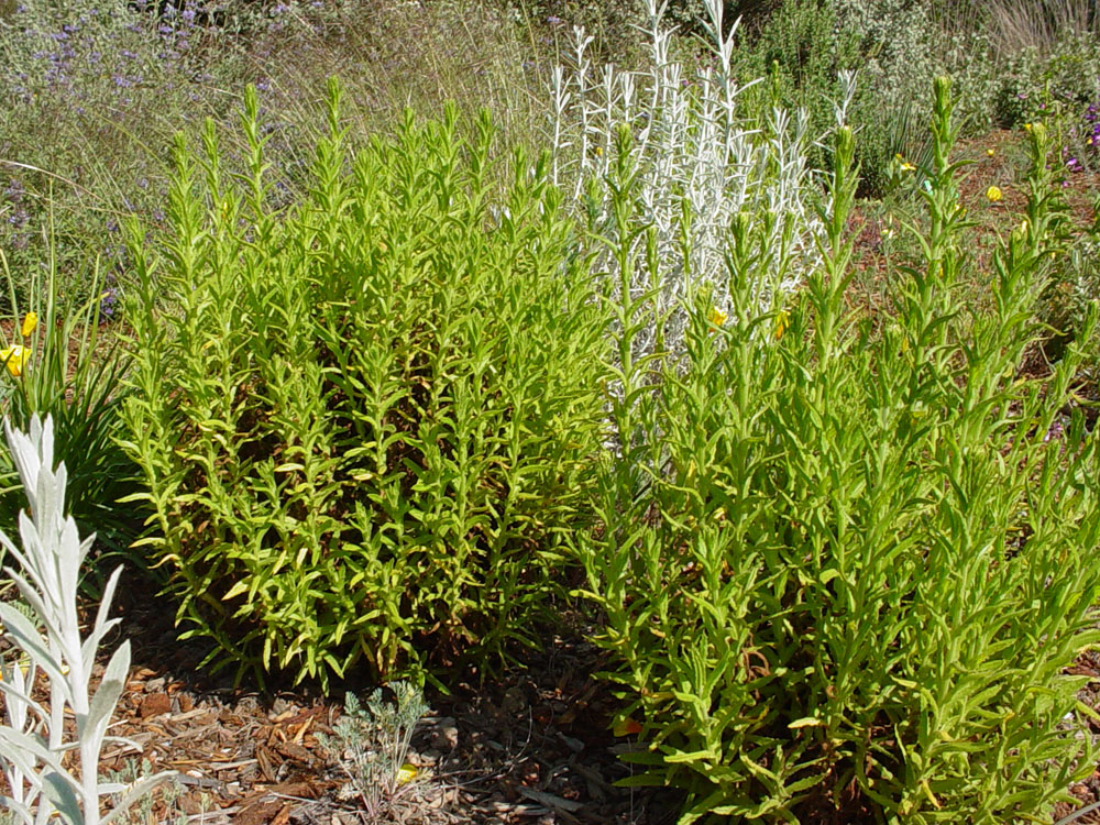 Mother Nature's Backyard - A Water-wise Garden: Plant of the Month ...