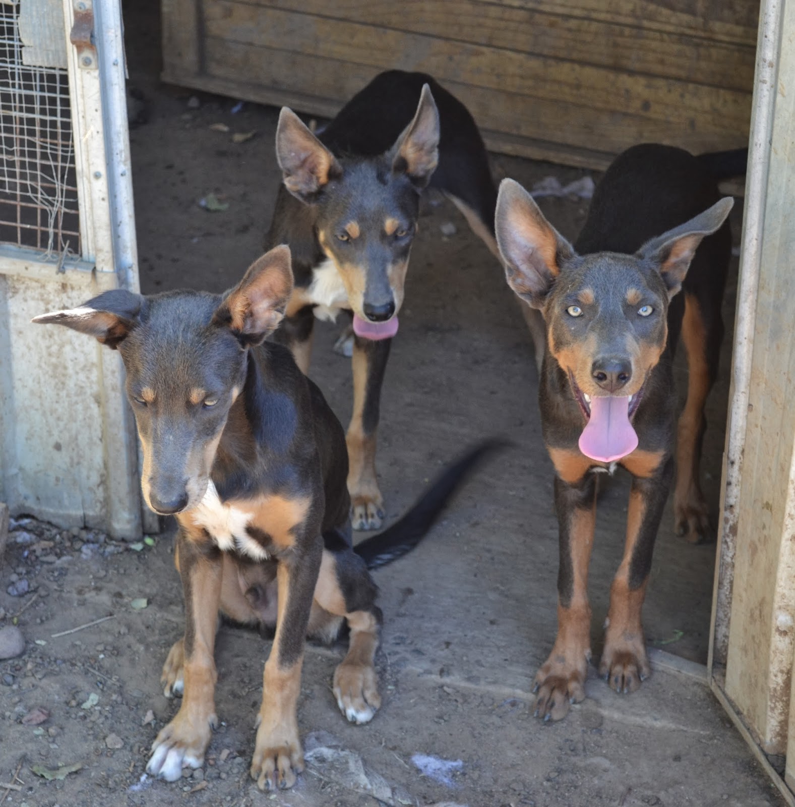 Silver Star Kelpie Stud
