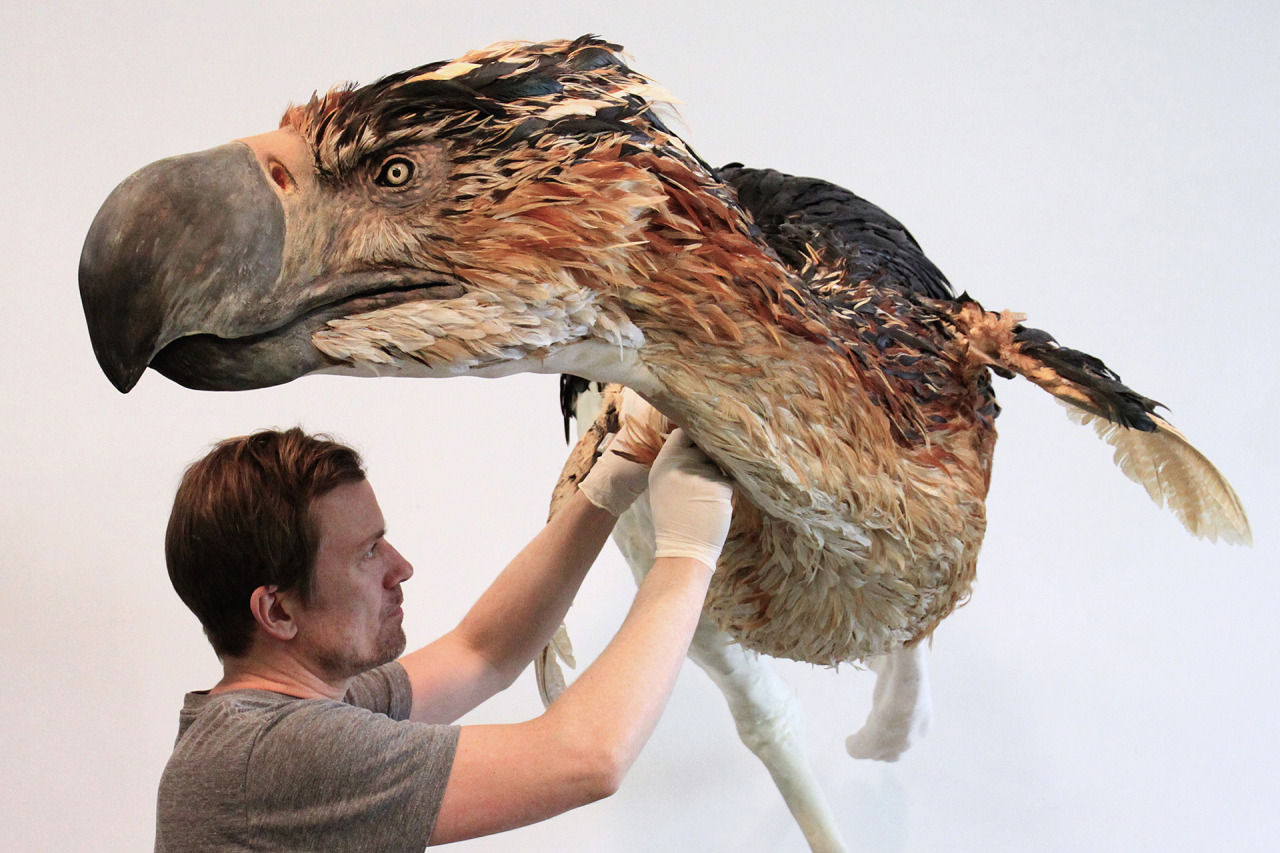 Ms. Aurelia - ACC Social Studies Grade 5: Resources for Terror Bird Group