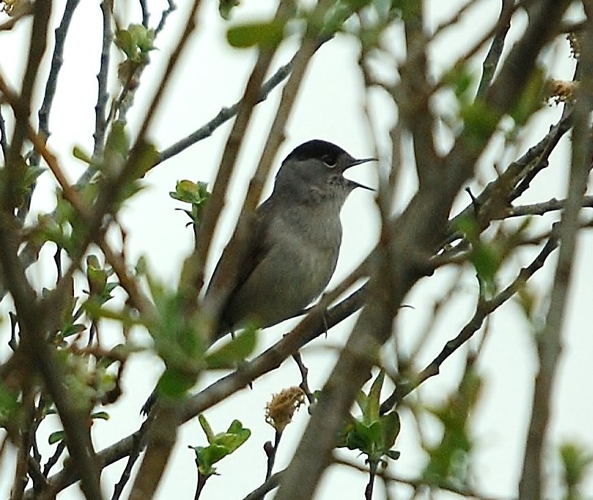 Beachborough Park Wildlife Sightings Folkestone Kent: Bird Sightings ...