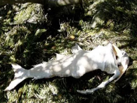 Mermaids Washed Ashore!