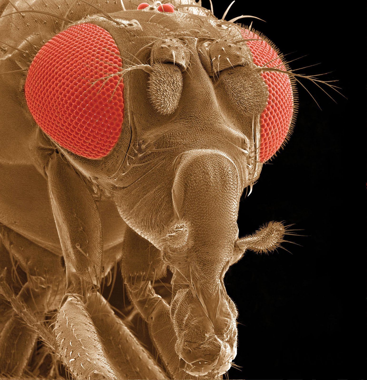 Algunas imágenes de microscopio.