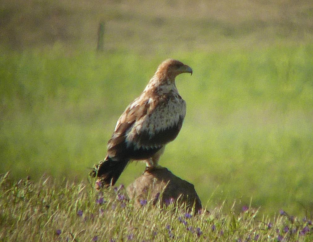 Birdwatching Algarve: Big birds of prey