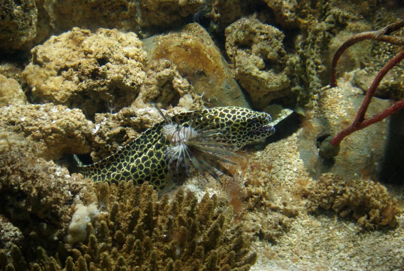 Conger Eels ~ Aquatic Animals