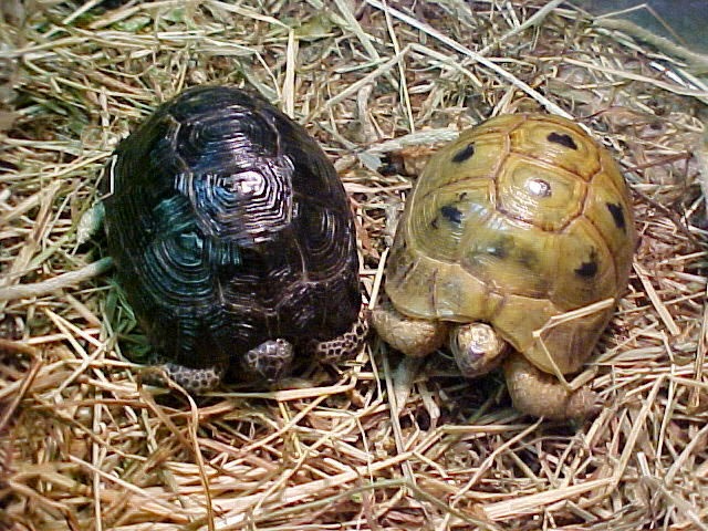 Rules of the Jungle: Common Tortoises in Europe