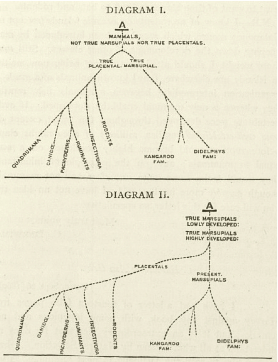 The Genealogical World of Phylogenetic Networks: Charles Darwin's ...