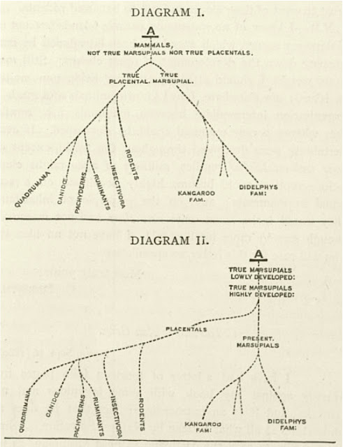 The Genealogical World of Phylogenetic Networks: Charles Darwin's ...