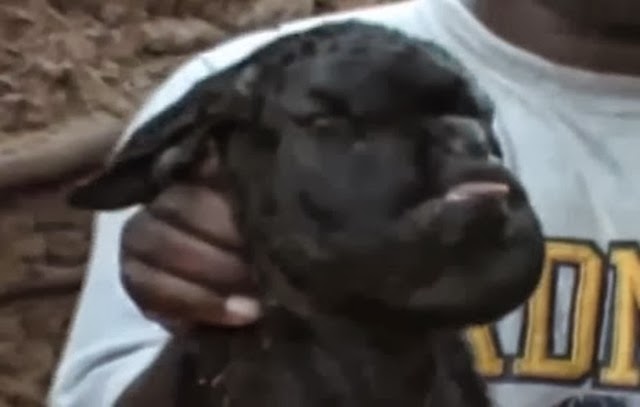 SHOCKING : Goat Born With Human Face(PHOTO AND VIDEO)