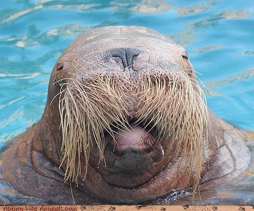 Zoo Animals: Funny Walrus New Images/Photos 2012