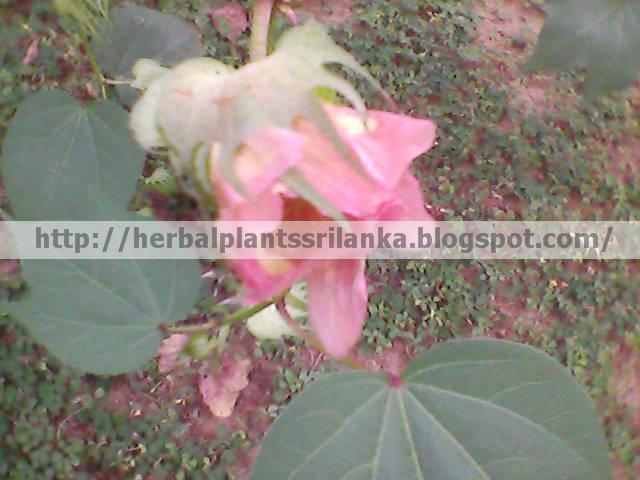 ශාකයේ නම: කැන්ද