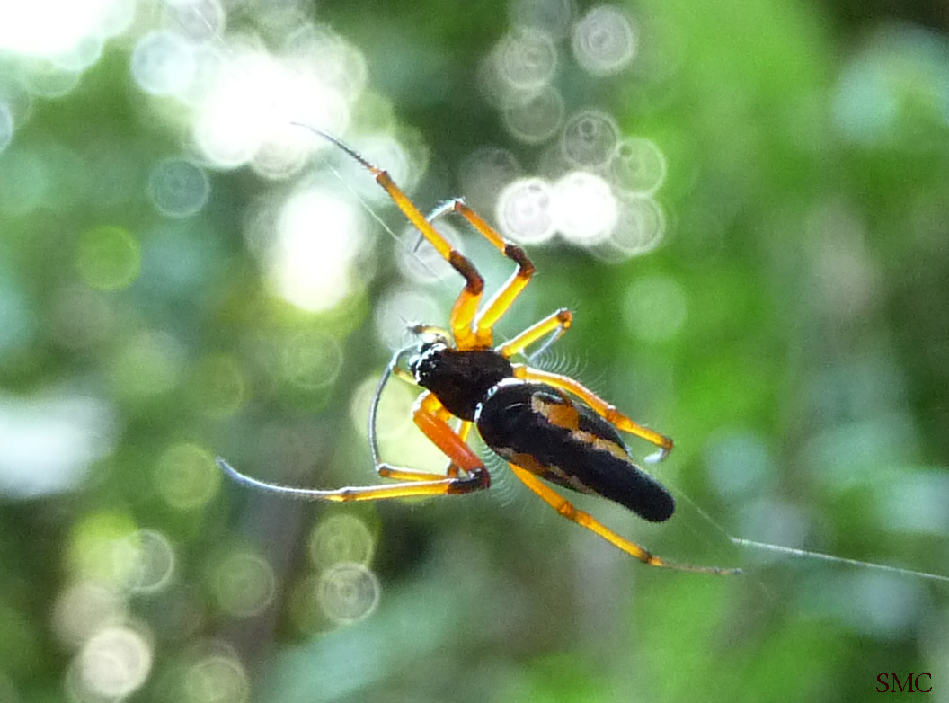 Spiders and me: Dreaming about Colombia, part 1: El Paujil reserve