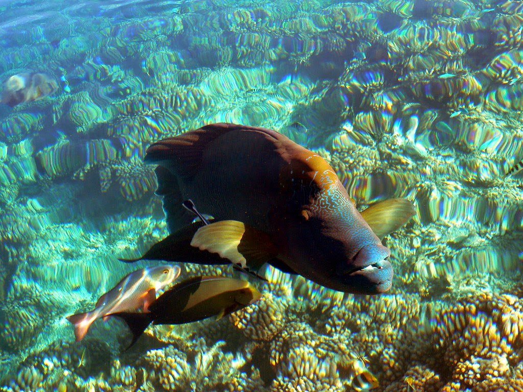 Segalanya tentang laut: Ikhtiologi Ikan Napoleon (Cheilinus undulatus)