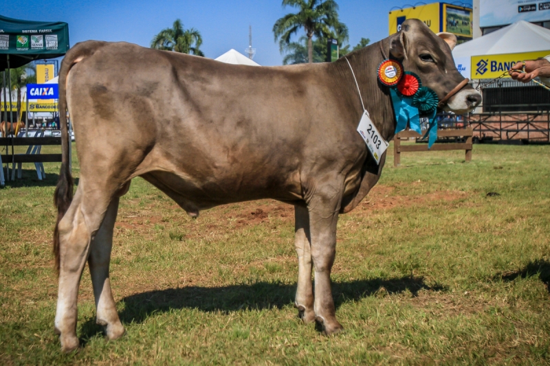 Galponeiro: Definidos os grandes campeões da raça Pardo Suíço